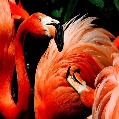 Cute Flamingo | PPS