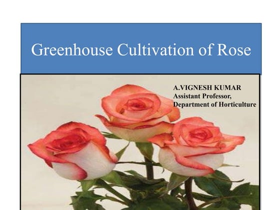 Rose Breeding.pptx | Perfume and Fragrance | Beauty