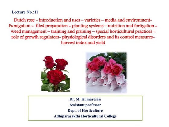 Morphological characters, breeding method and production technology of tuberose | PPT