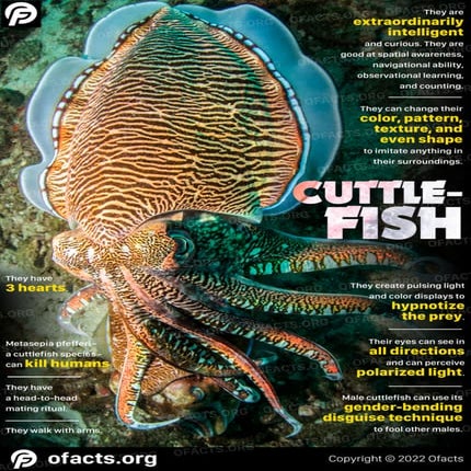 Cuttlefish facts | PDF