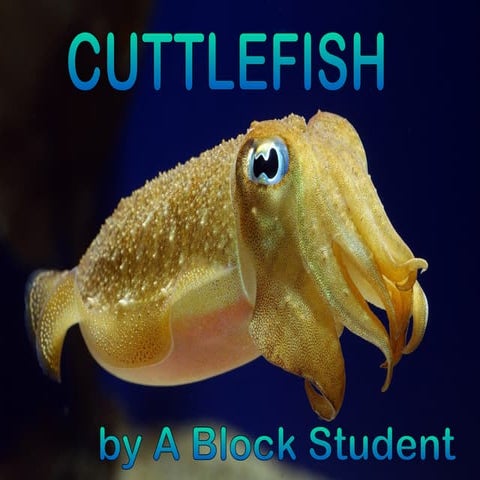 Cuttlefish presentation (3) | PPT