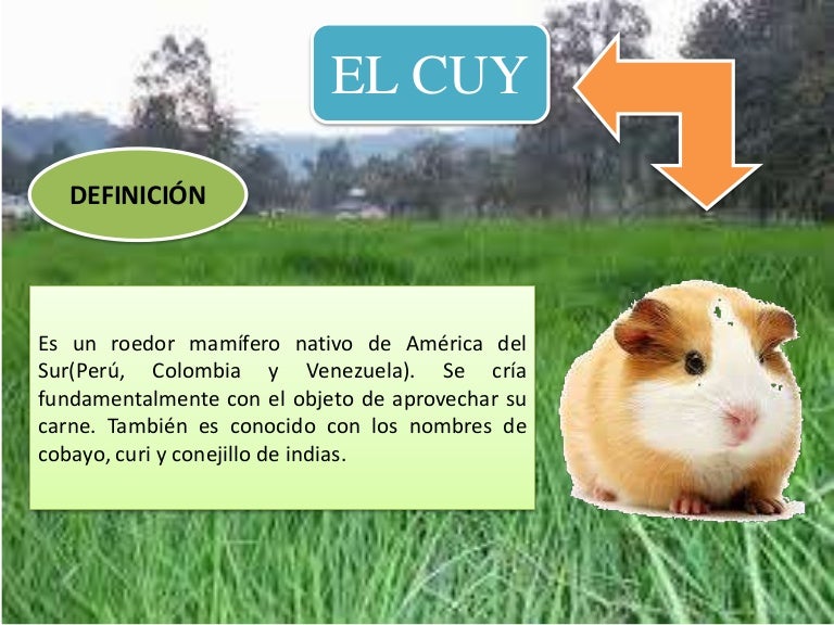 Cuy