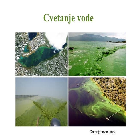 Cvetanje vode | PPT
