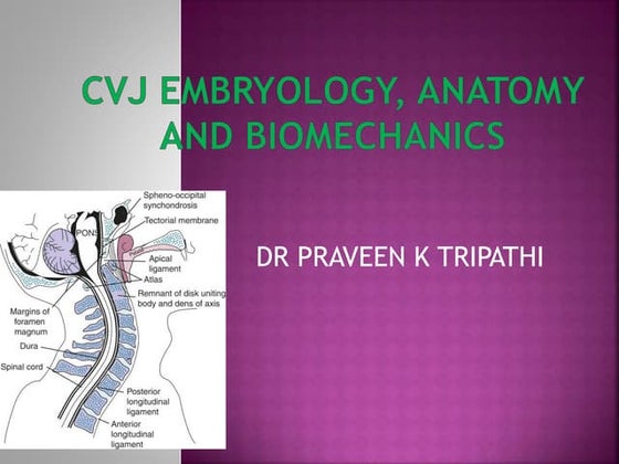 CVJ lines and angles.pdf