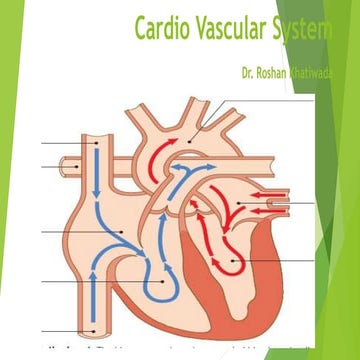 Cardiovascular System | PPT