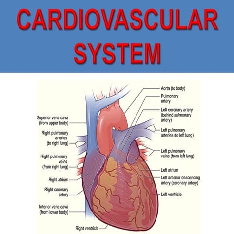 Cardiovascular anatomy, nerves and other structures | PDF