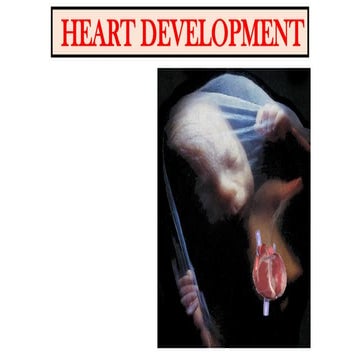 Cardiovascular System Embryology Ppt Pptx Pptx