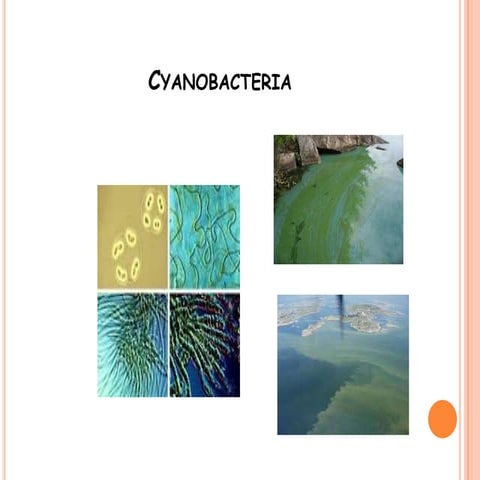 Cyanobacteria | PPTX