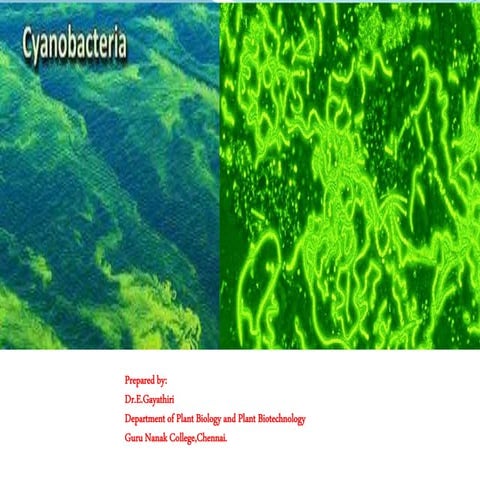 Cyanobacteria | PPTX
