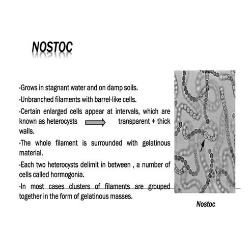 Nostoc | PPTX