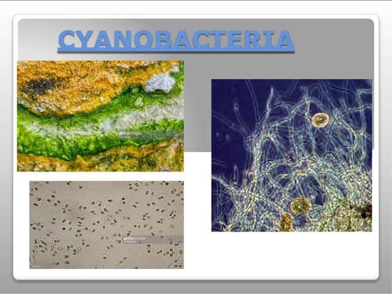 Cyanobacteria | PPTX | Biological Sciences | Science