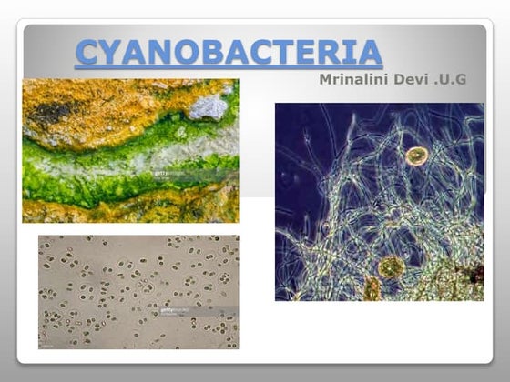 Cyanobacteria as a Biofertilizer (BY- Ayushi).pptx | Agriculture ...