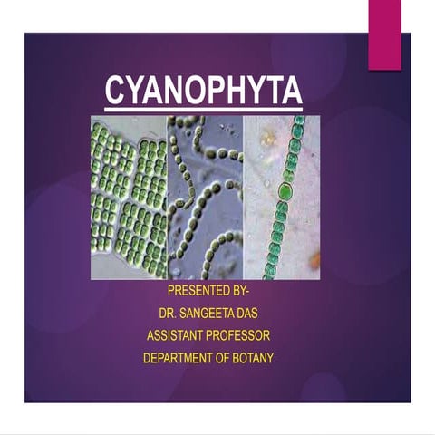 Cyanophyta | PPT