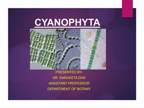 Mycology presentation (phycomycetes) | PPT