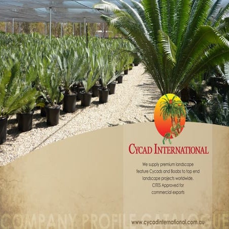 Cycad International Catalogue (4) | PDF