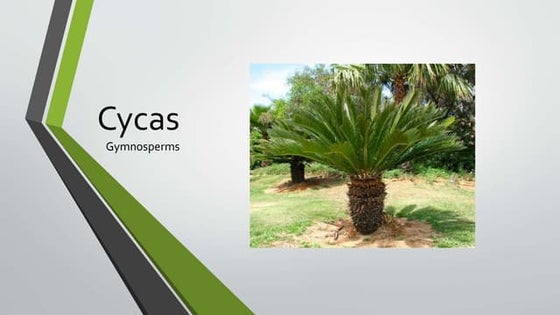 Synergids and its functions , reproductive biology of angiosperms | PPT