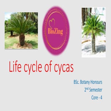 cycas-230224101427-a6ce27nbjjjiiiiiiiii6c.pptx