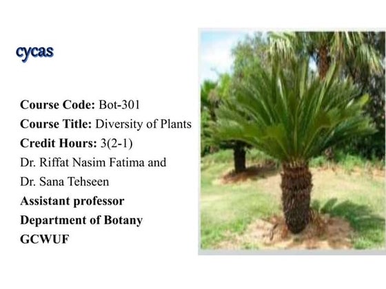 Cycas | PPT