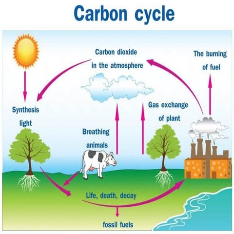the main Cycles of elements in environment | PPTX