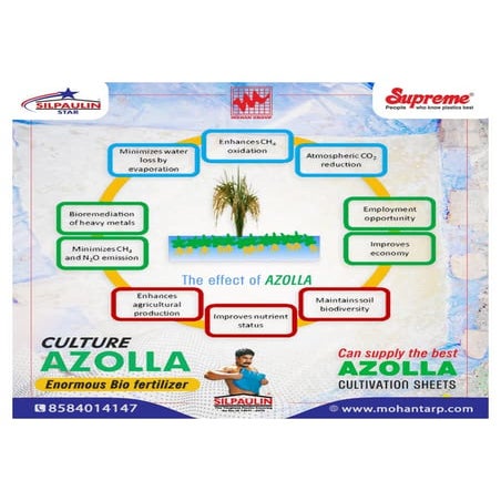 Effects Of Azolla In Azolla Farming Pdf