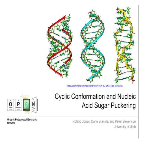 Cyclic conformation and nucleic acid sugar puckering | PPTX