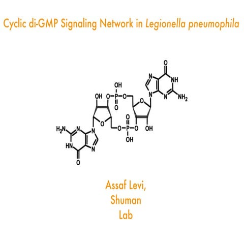 Cyclic di GMP signaling network in Legionella pneumophila | KEY