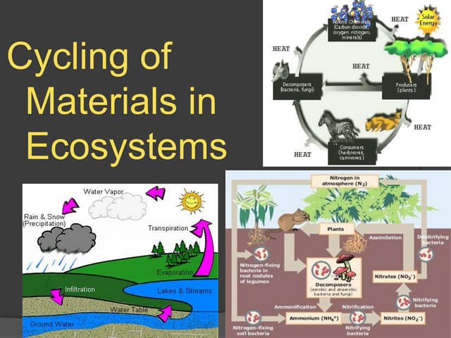 Interactions:Transfer of Energy in Trophic Levels, Prepared by: Edsyl ...