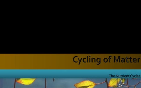 The importance of photosynthesis in the ecosystem | PPT