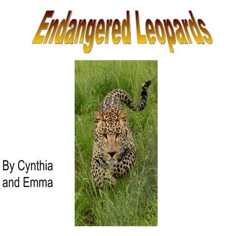 Leopards | PPT