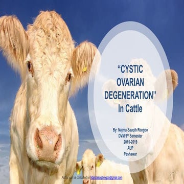 Cystic ovarian degeneration Dr. Najmu Saaqib Reegoo DVM | PDF