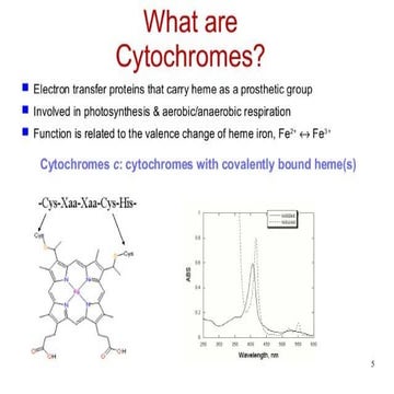 Cytochromes | PDF