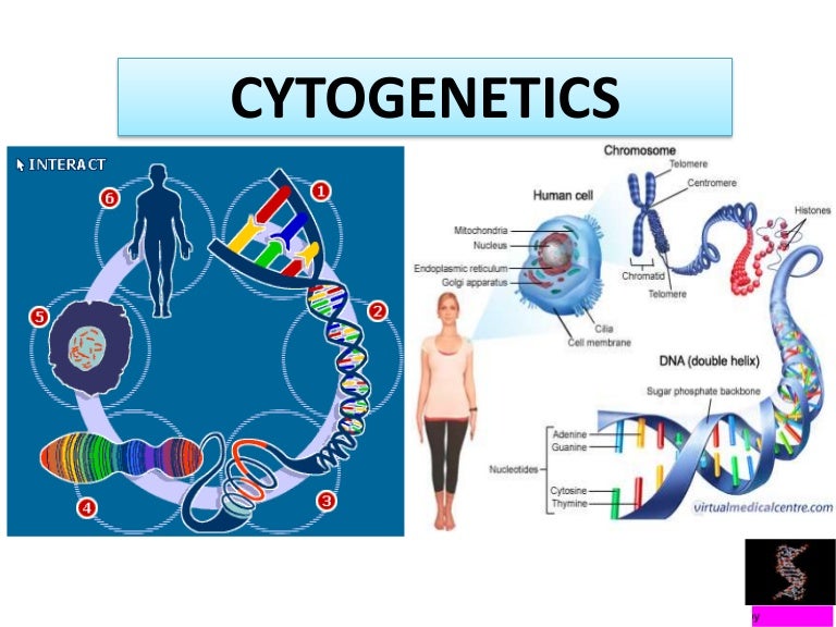 Introduction to Basic Cytogenetics by Tanzeel Rehman