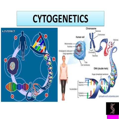 Introduction to Basic Cytogenetics by Tanzeel Rehman | PPTX
