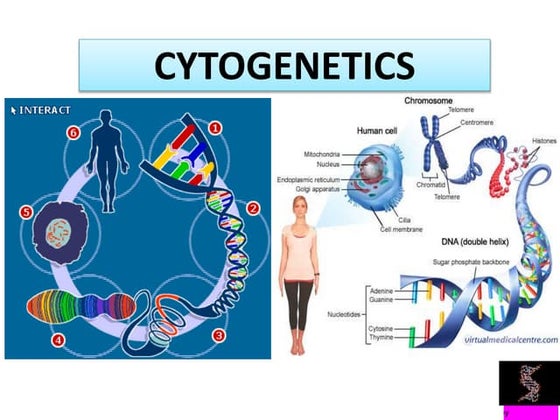 KARYOTYPING | PPTX | Genetics | Science