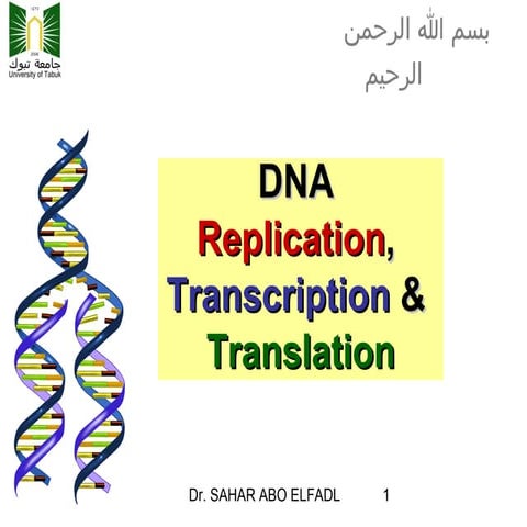 Cytogenetics 2 replication, transcription and translation | PPT