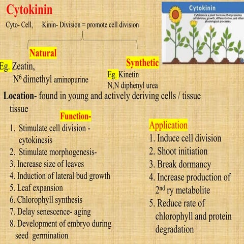 Cytokinin longitudinal plant growth regulator | PPT