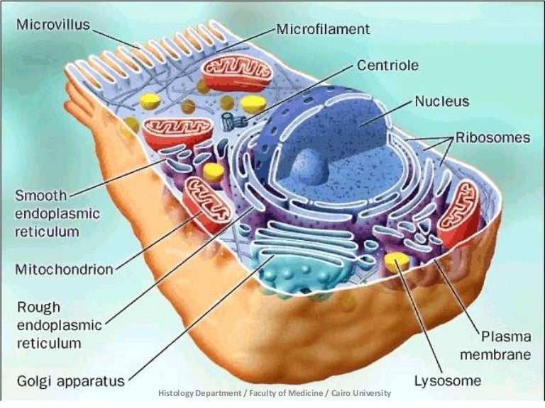 Cytology - Prac. Histology