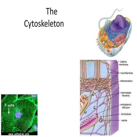 Cytoskeleton | PDF