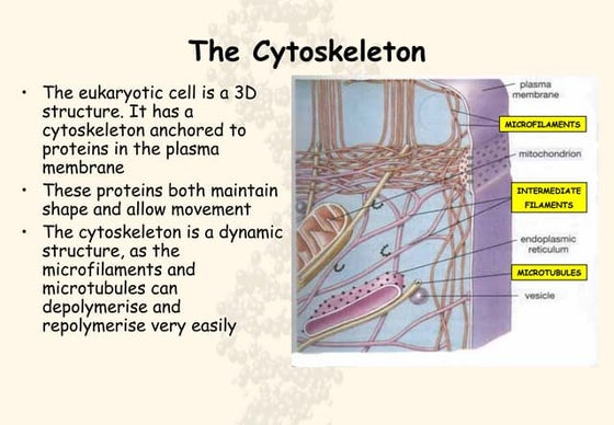 Cytoskeleton presentation (introduction structure & function) | PPT