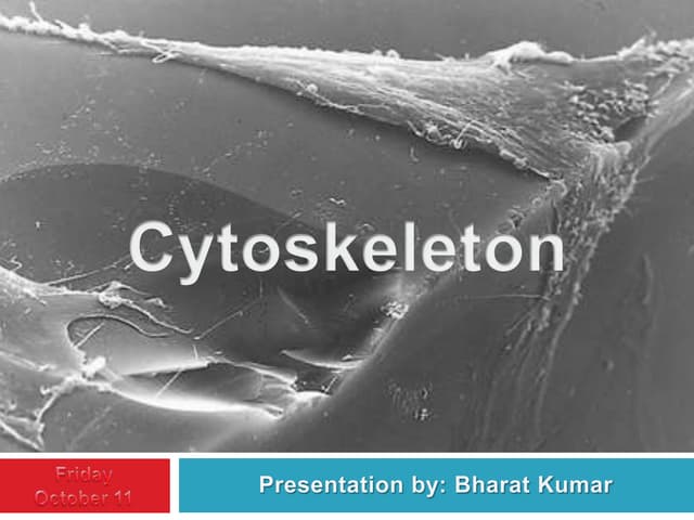 Cytoskeleton , cell shape and cell motility | PPTX