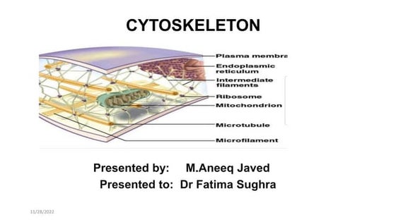 Cytoskeleton presentation (introduction structure & function) | PPTX