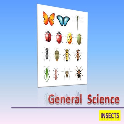 What is an insect | PPT