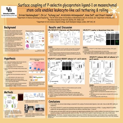 BMES poster 2013 | PPT