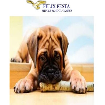 what is a therapy dog | PPT