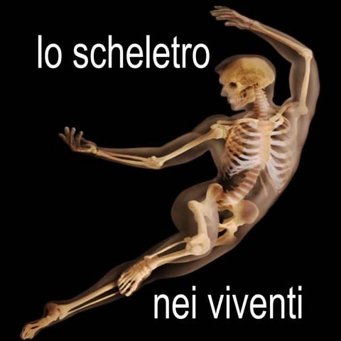 scheletri comparati | PPT