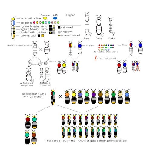 HoneyBee Genetics | PDF