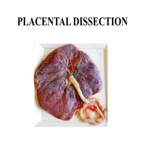 placental dissection | PPTX | Pregnancy | Reproductive Health