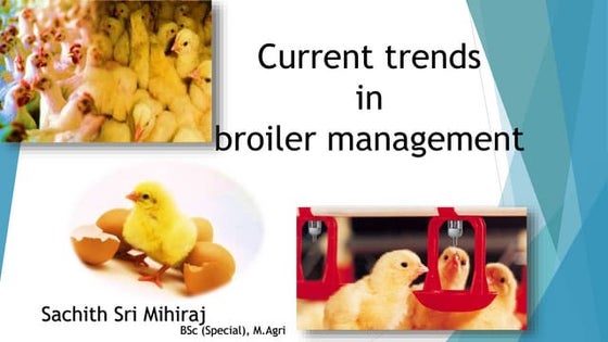 Record keeping in broiler production | PPTX | Agriculture | Industries