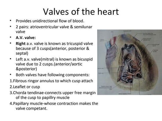 Practical 1 pig heart dissection | PPT