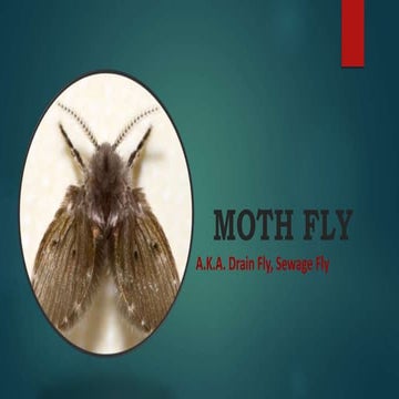 MOTH FLY | PPTX